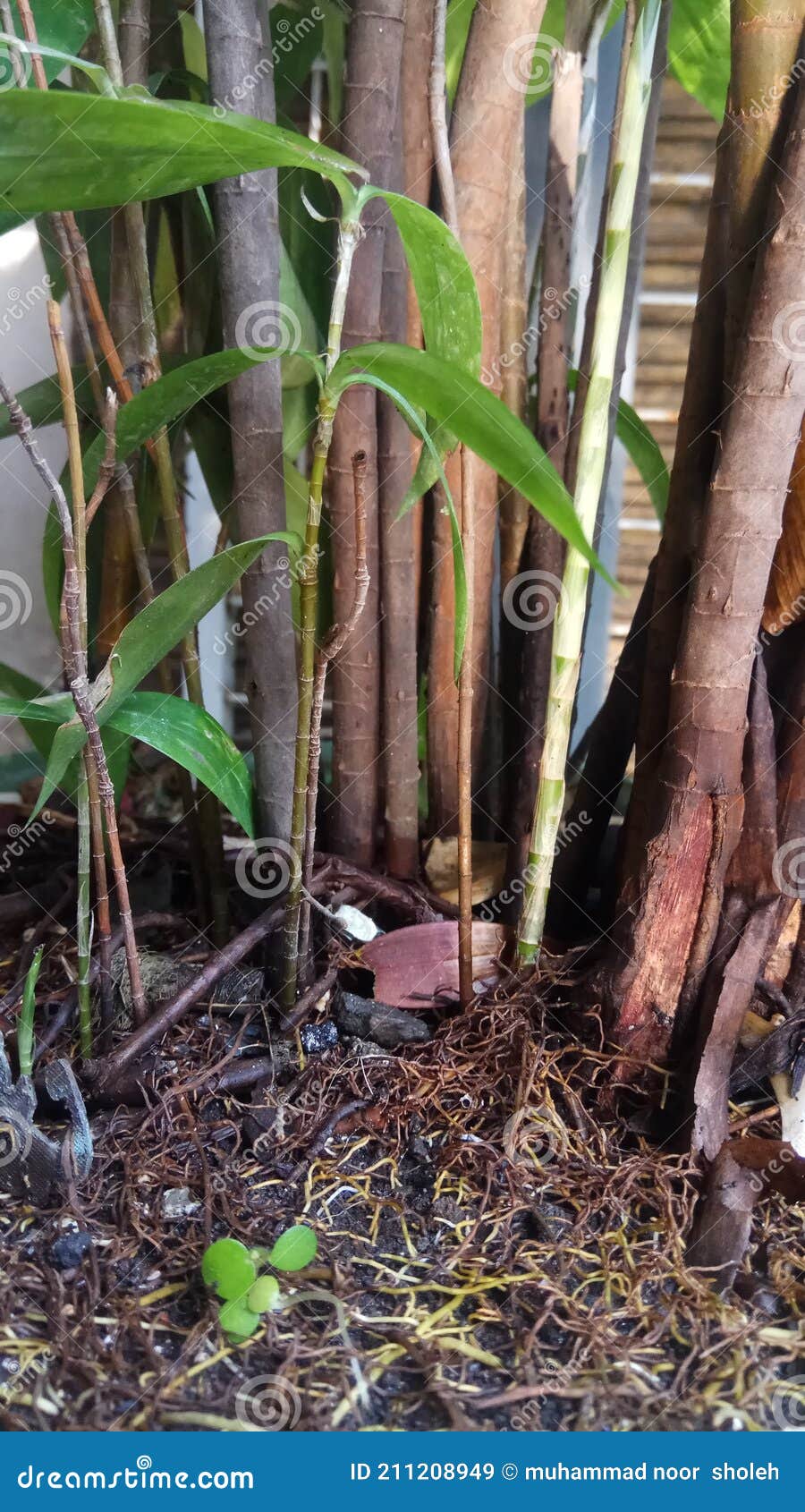 Small Tree Roots Growing in Pots Stock Image - Image of leaf, branch ...