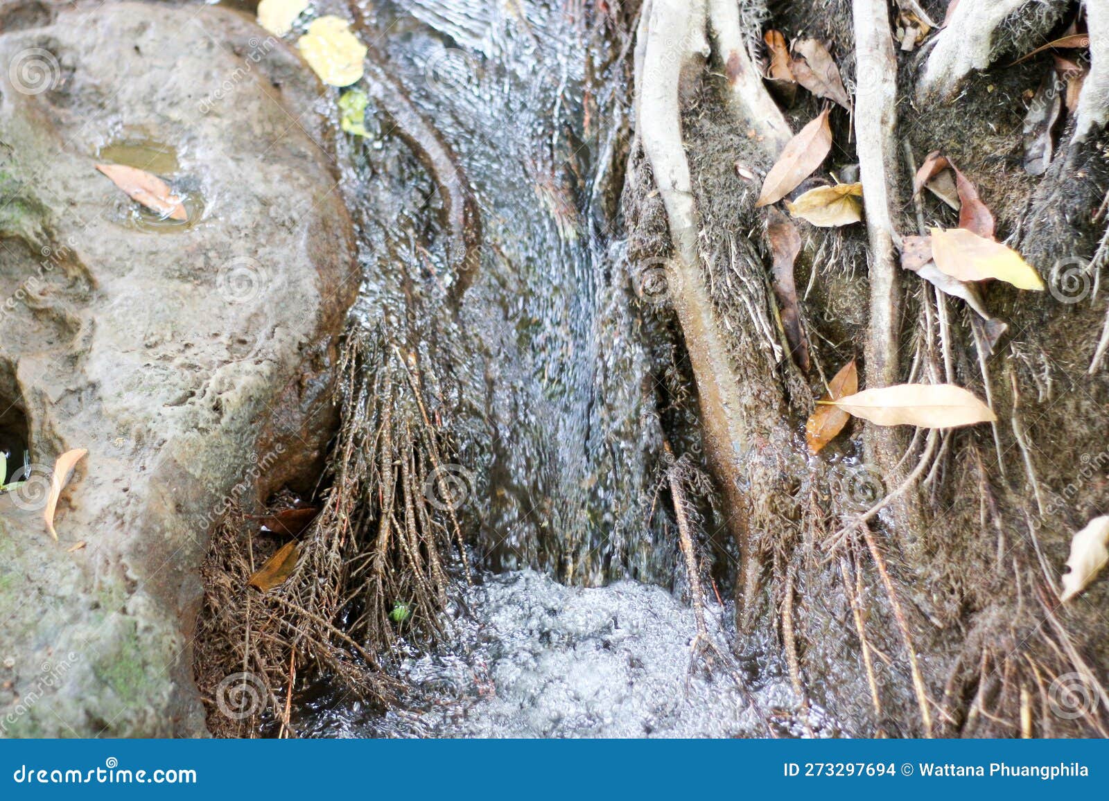 Small Tree Roots beside the Waterfall Stock Photo - Image of clear ...