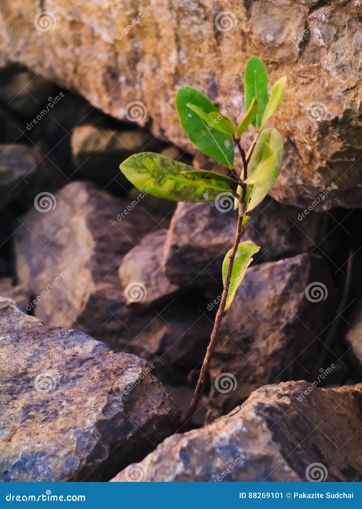 Small Tree and Rough Brown Stone Texture Stock Image - Image of mineral ...