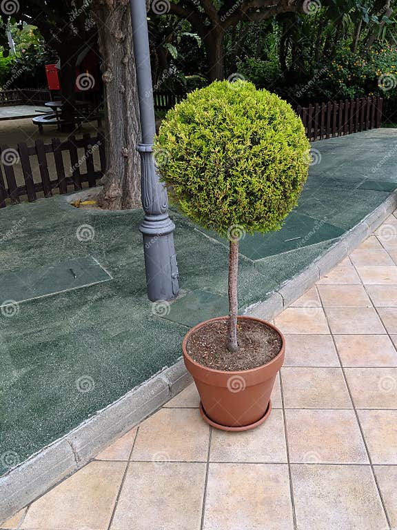 Small round tree stock image. Image of plant, round - 156637389