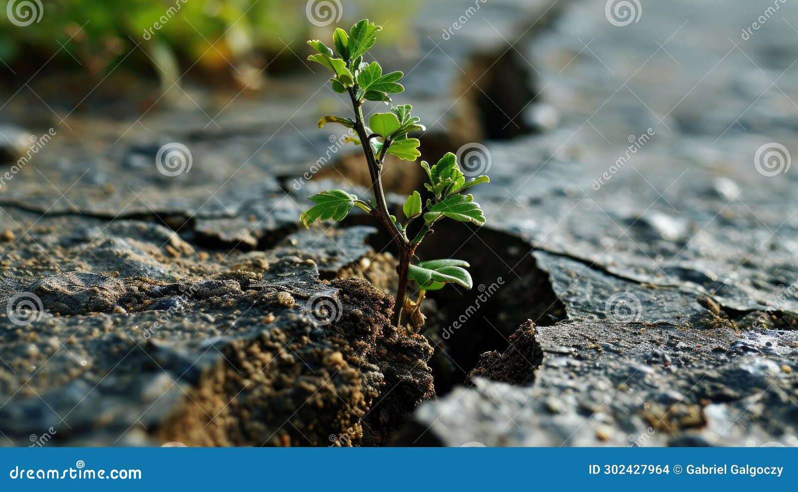 Small Tree Sapling Growing Out of Concrete Pavement on the Road Stock ...