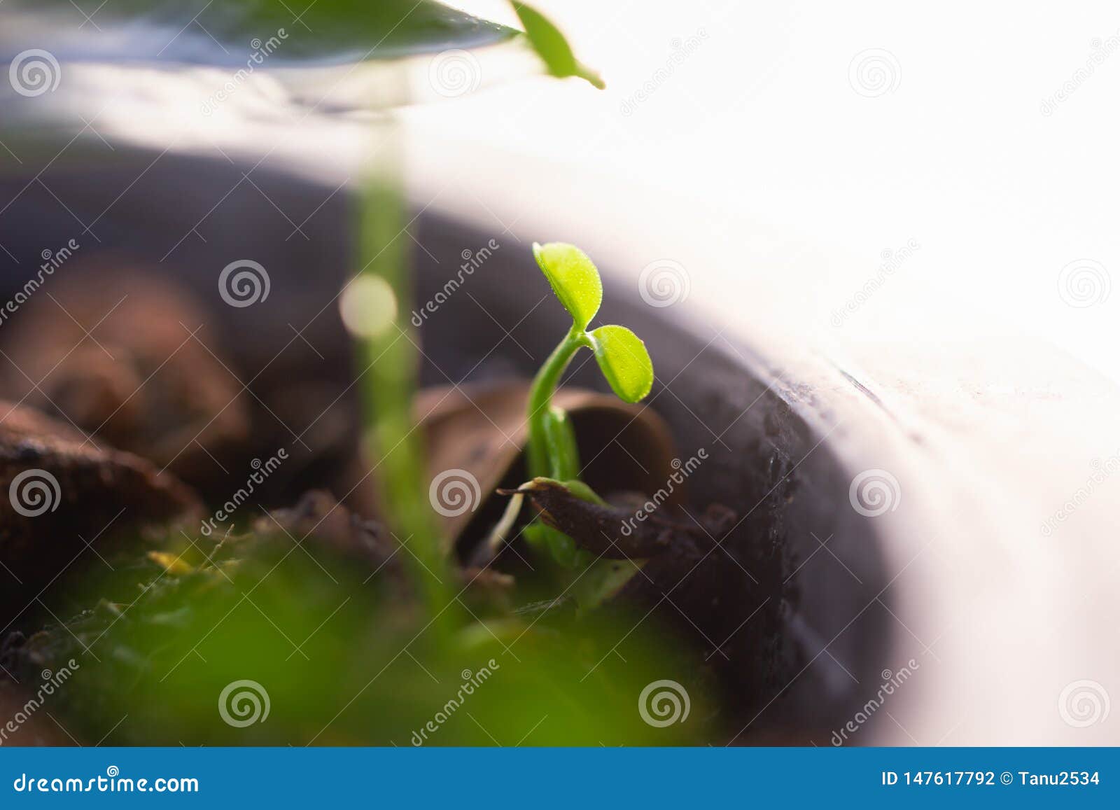 Small Tree Sapling are Growing from the Rich Soil To the Morning ...