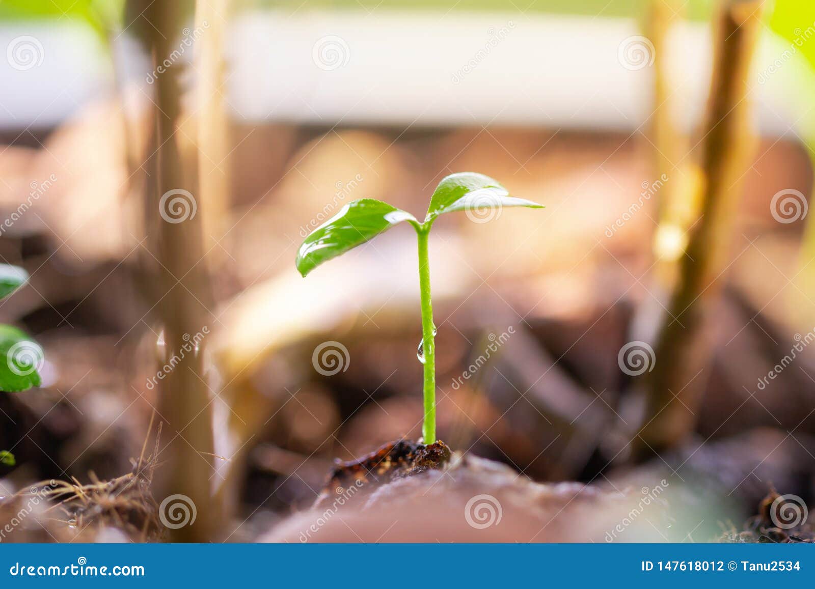 Small Tree Sapling are Growing from the Rich Soil To the Morning ...