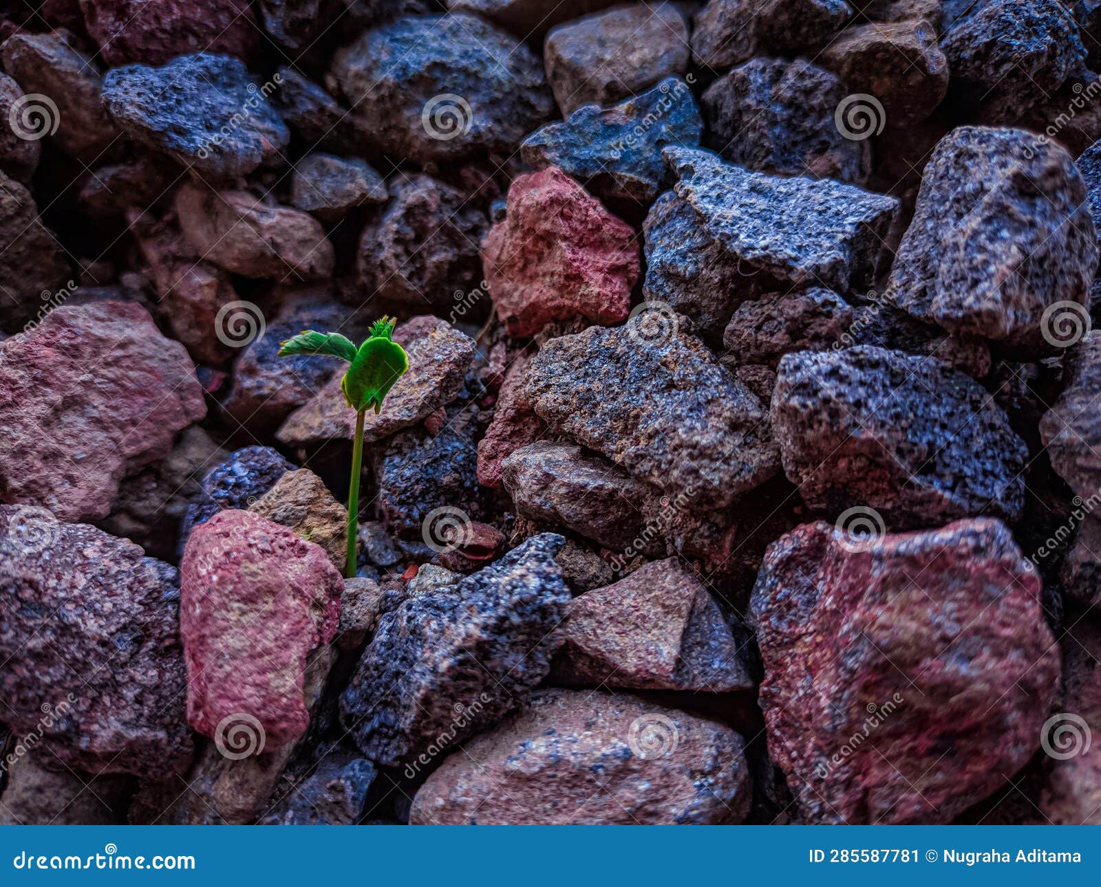 Small Tree Seeds that Grow among the Rocks Stock Image - Image of rocks ...