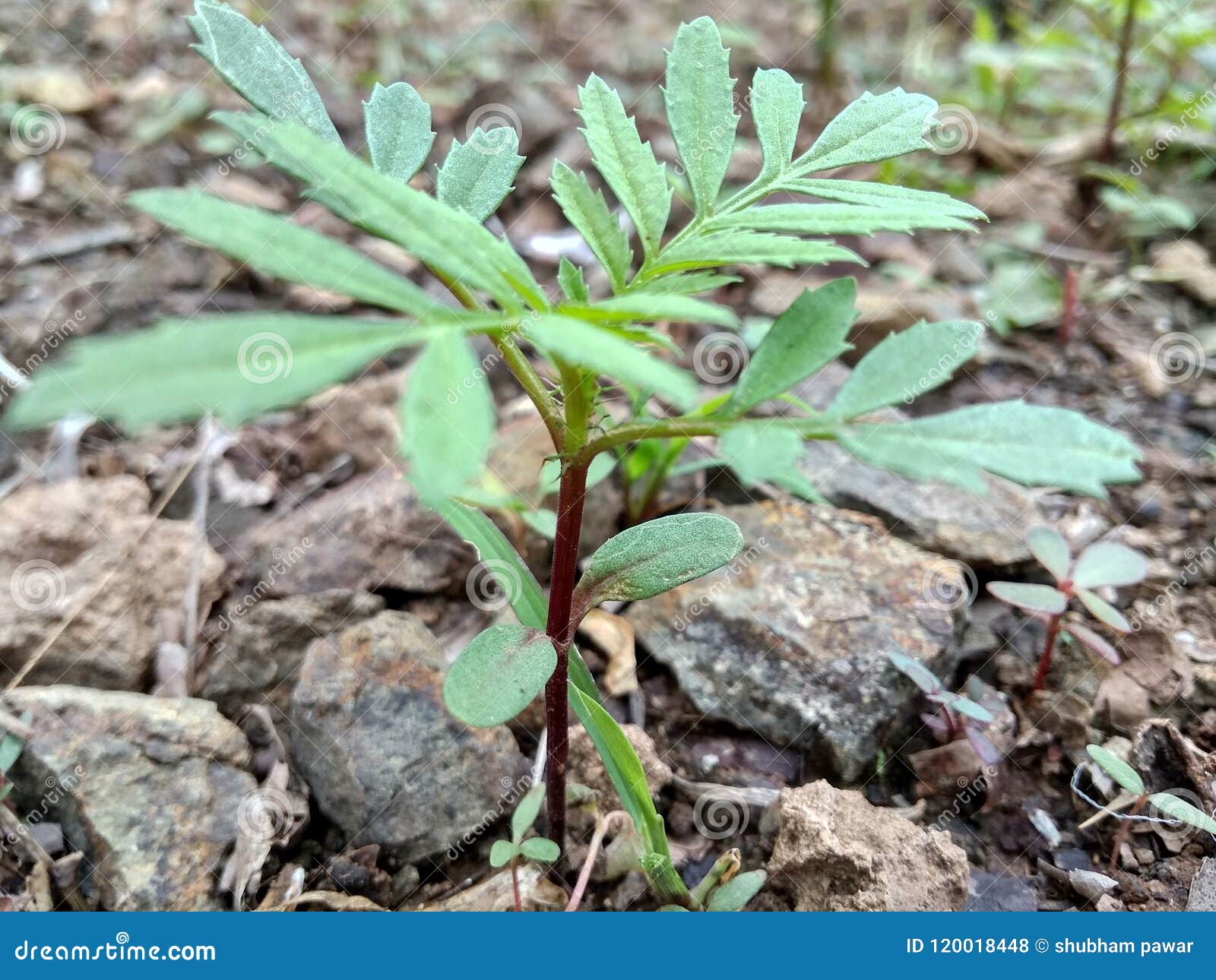 A small tree stock photo. Image of small, nice, looking - 120018448