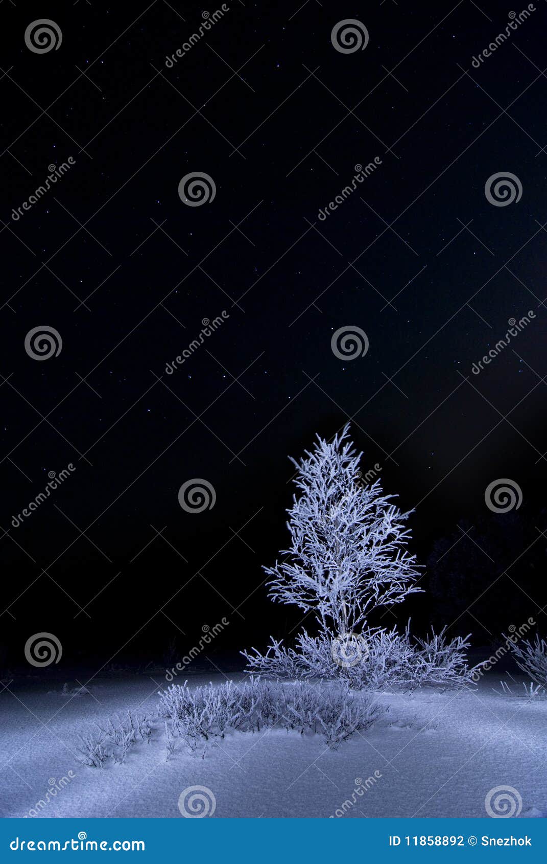 Small tree in the snow stock photo. Image of frost, lonely - 11858892