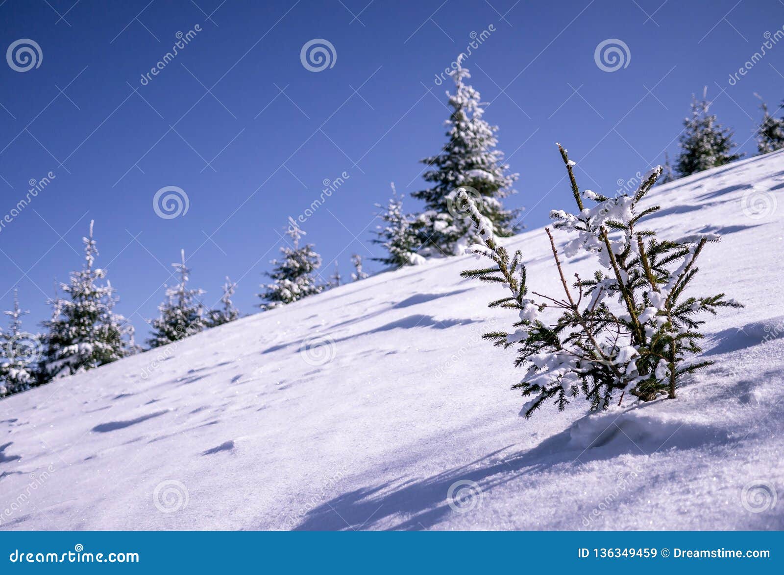 Small tree in snow stock image. Image of cold, fresh - 136349459