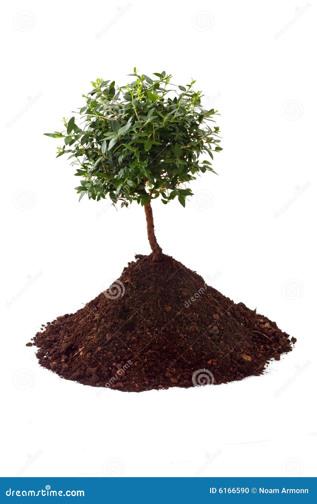 Small tree soil stock photo. Image of green, gardening - 6166590