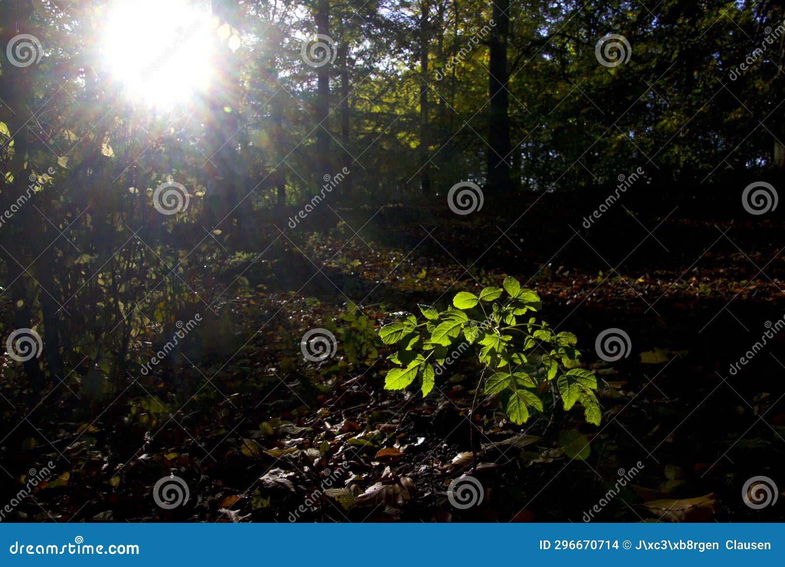 Small Tree in Spotlight in the Forest Floor Stock Photo - Image of ...