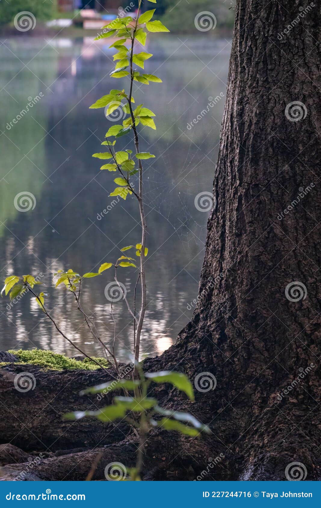 Small Tree Sprout Next To Large Stump with Spider Web Stock Photo ...