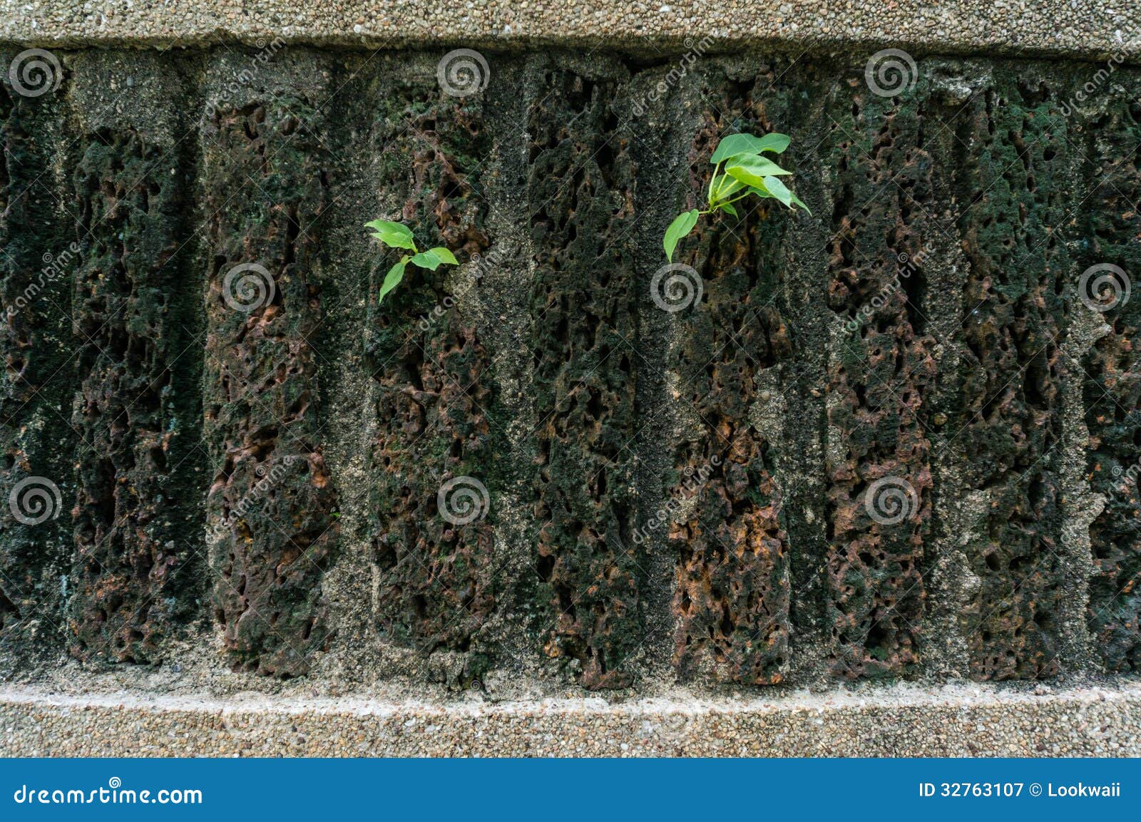 Small Tree Sprouting through Wall Stock Image - Image of single, life ...