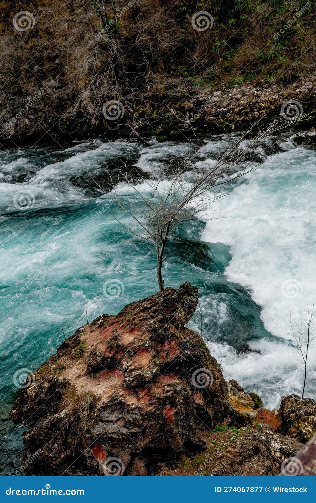 Small Tree Standing in the Middle of a River Next To Some Rocks Stock ...