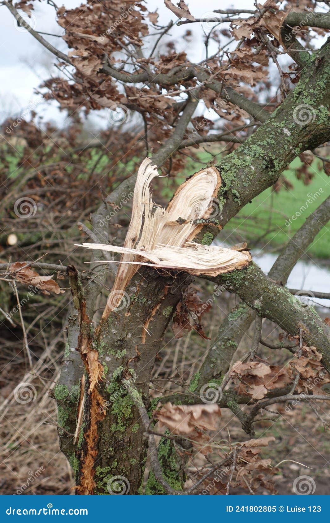 Small Tree with a Broken Branch after Storm Stock Image - Image of ...