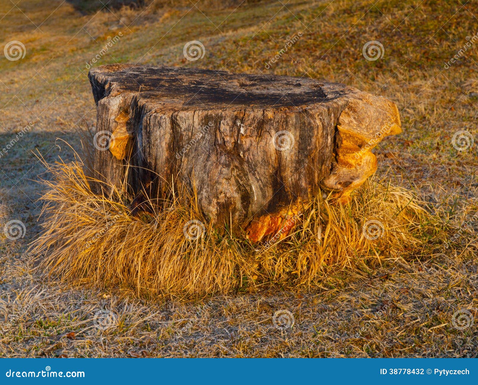 Small Tree Stump in the Garden Stock Photo - Image of nature, polypore ...