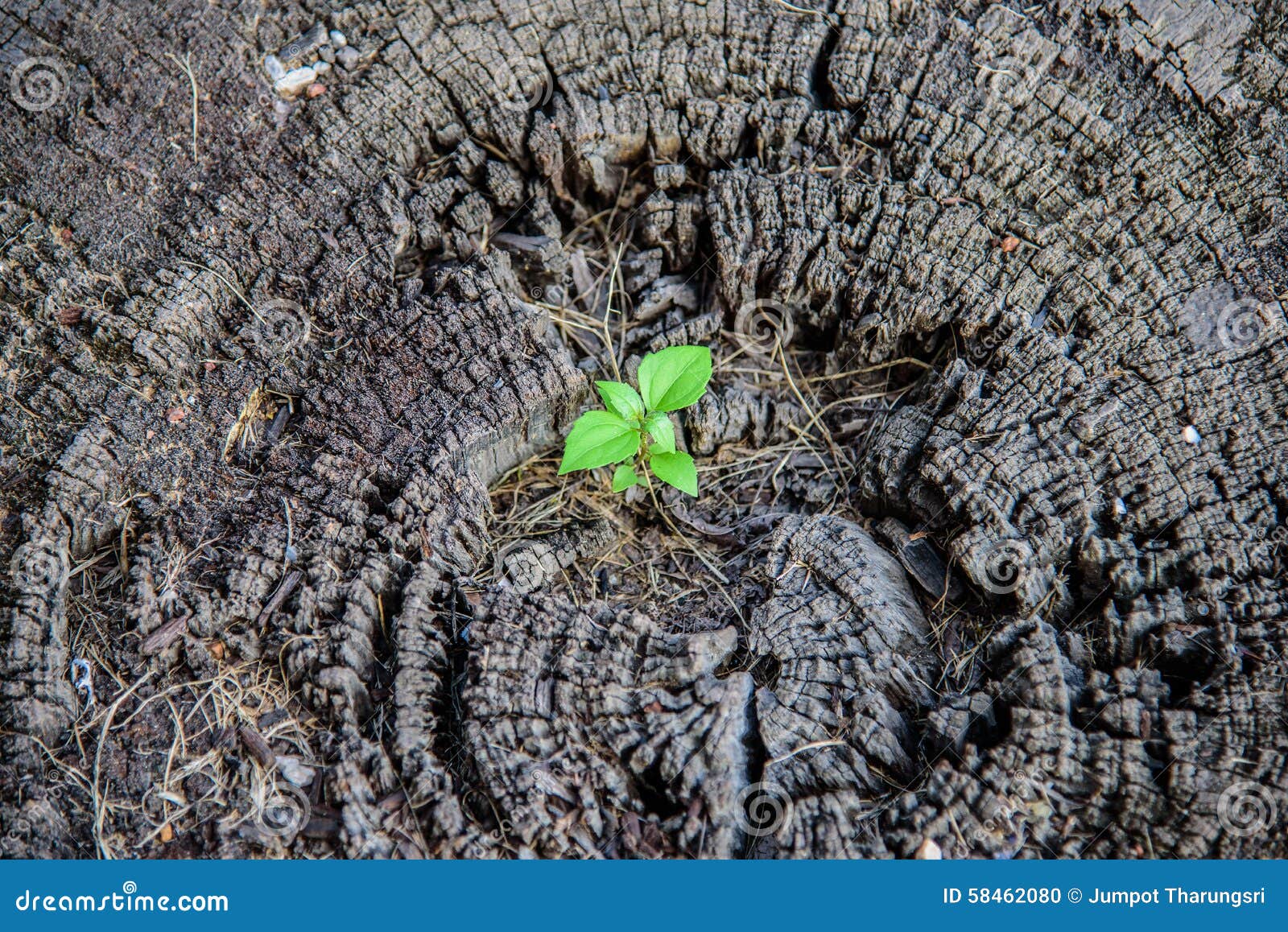 Small tree on stump stock photo. Image of green, nature - 58462080