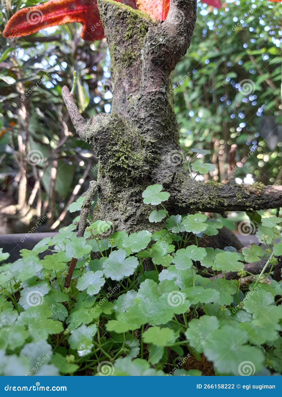 A Small Tree Surrounded by Vines with Small Green Leaves Stock Photo ...