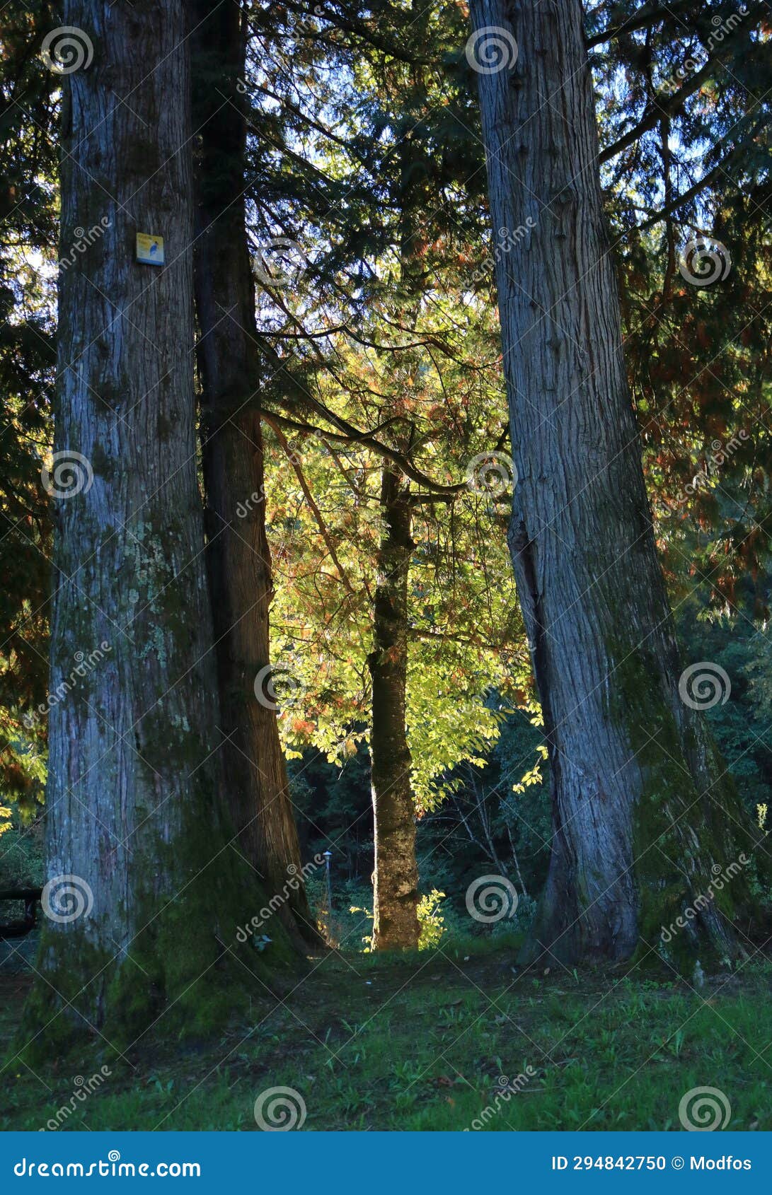 Small Tree Surviving in a Towering Forest Stock Photo - Image of ...