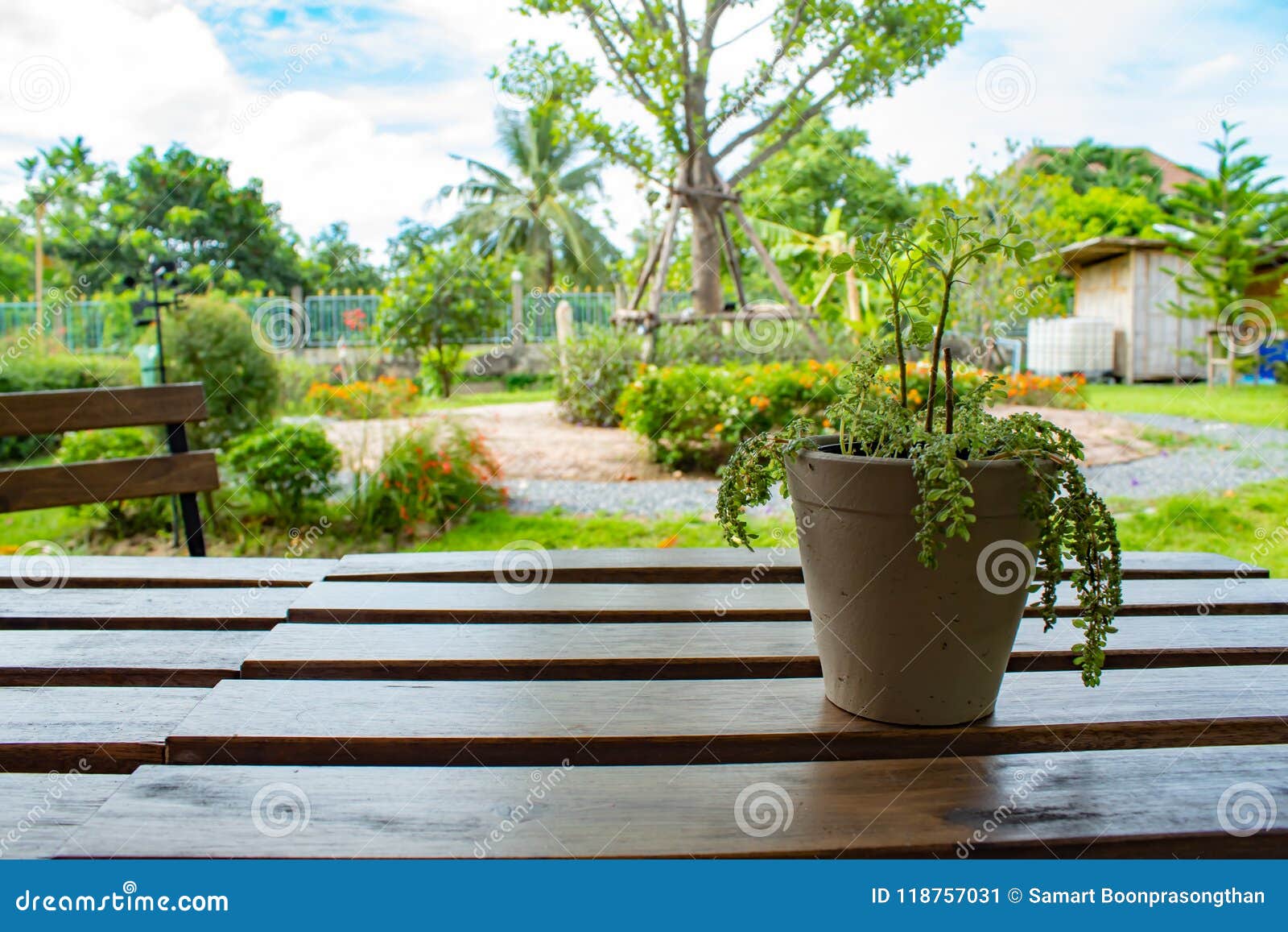 A Small Tree with the Table for Beauty. Stock Image - Image of home ...