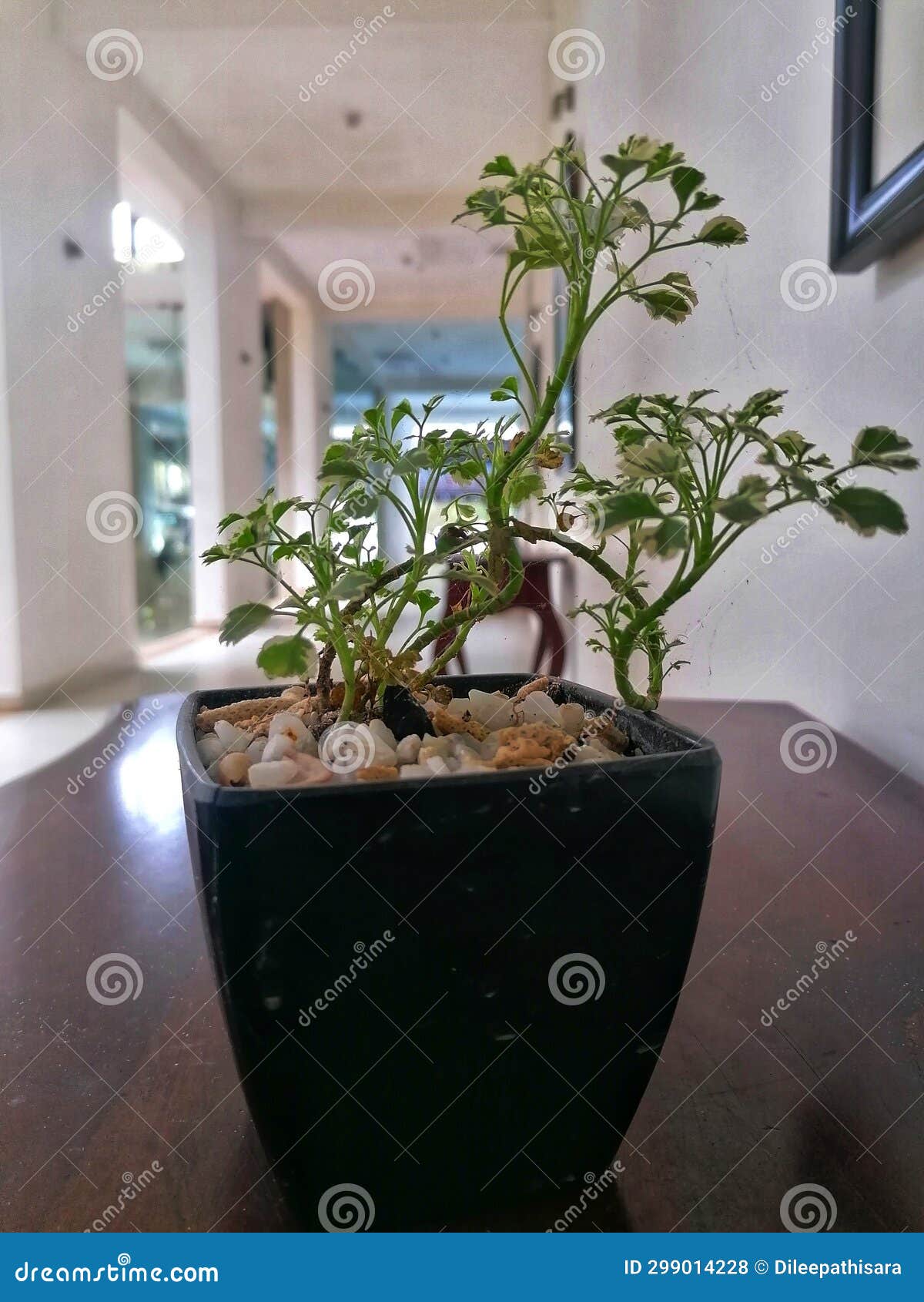 Small Tree on the Table in Calm Place Stock Photo - Image of calm ...