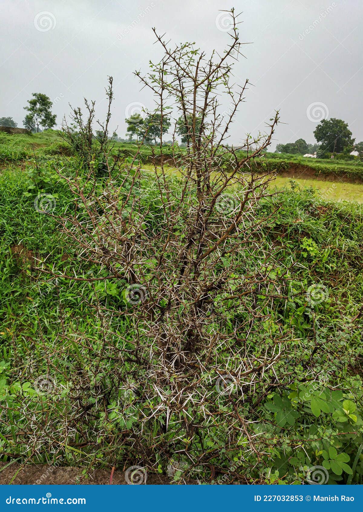 A Small Tree of the Thorns. Stock Image - Image of grass, vegetation ...