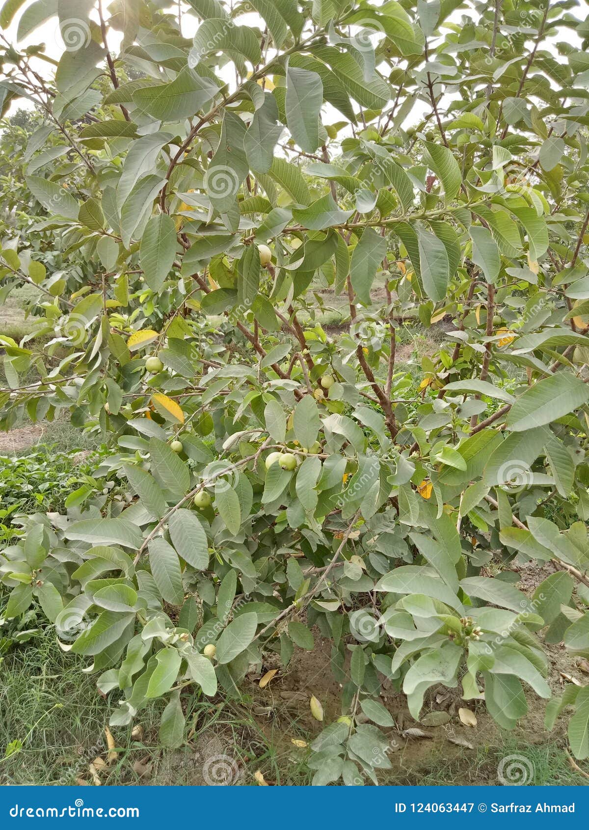 GuavaPsidium guajavaÂ L. stock image. Image of coppercolored - 124063447