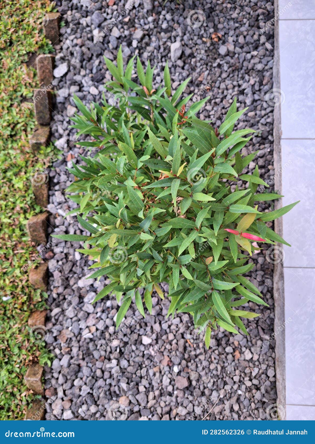 Small tree from top angle stock photo. Image of flower - 282562326