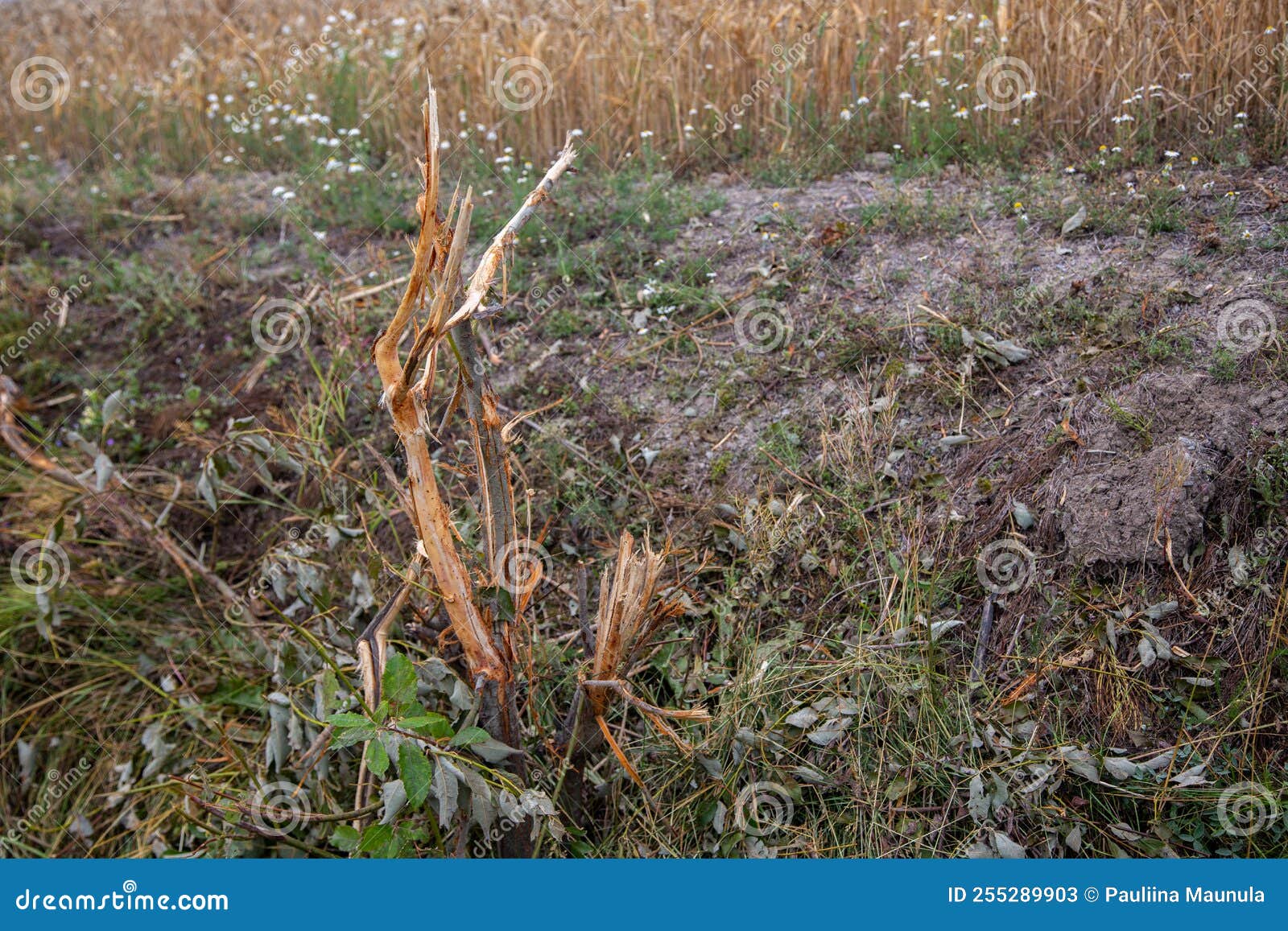 A Small Tree Torned by a Road Machine by the Side of the Road Stock ...
