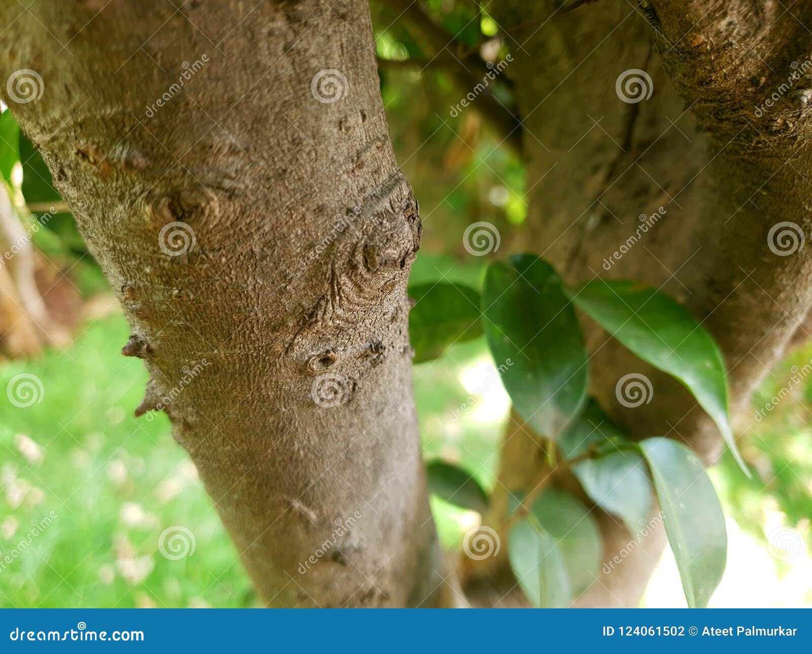 Trunk of a tree stock photo. Image of trunk, green, tree - 124061502