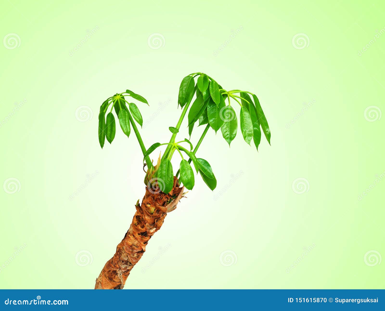 Small Tree Trunk with Fresh Young Leaves and Branches Isolated on Green ...