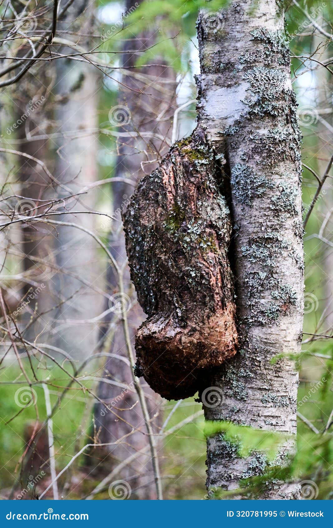 Small Tree Trunk Hanging in a Forest Attached To Another Tree Stock ...