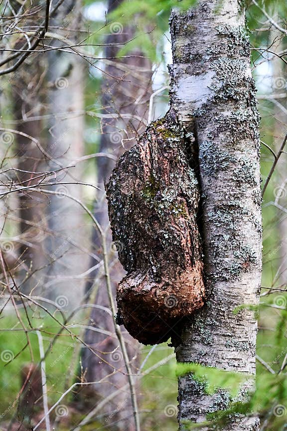 Small Tree Trunk Hanging in a Forest Attached To Another Tree Stock ...