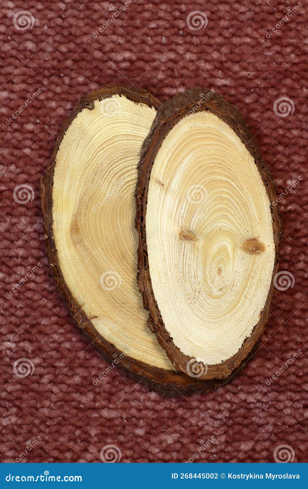 Small Tree Trunk Slice Cut from the Woods. Textured Surface with Rings ...