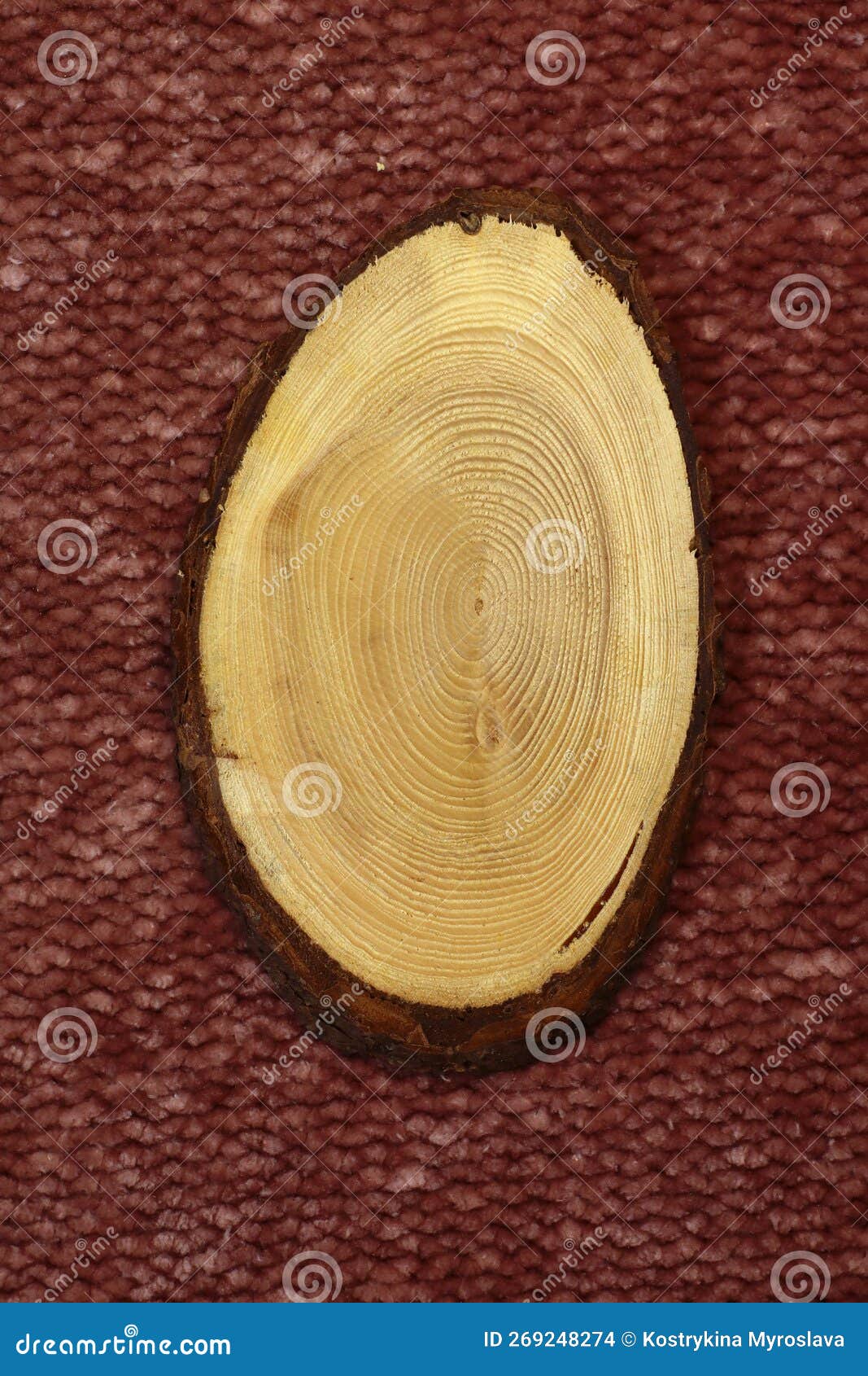 Small Tree Trunk Slice Cut from the Woods. Textured Surface with Rings ...