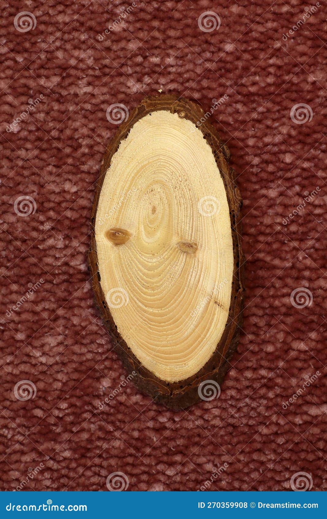 Small Tree Trunk Slice Cut from the Woods. Textured Surface with Rings ...