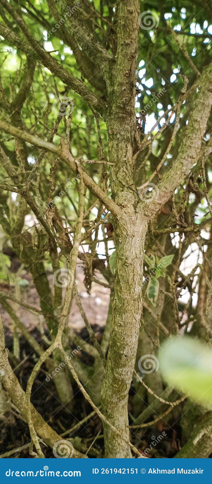 Small Tree Trunks and Lots of Thriving Stock Image - Image of nature ...