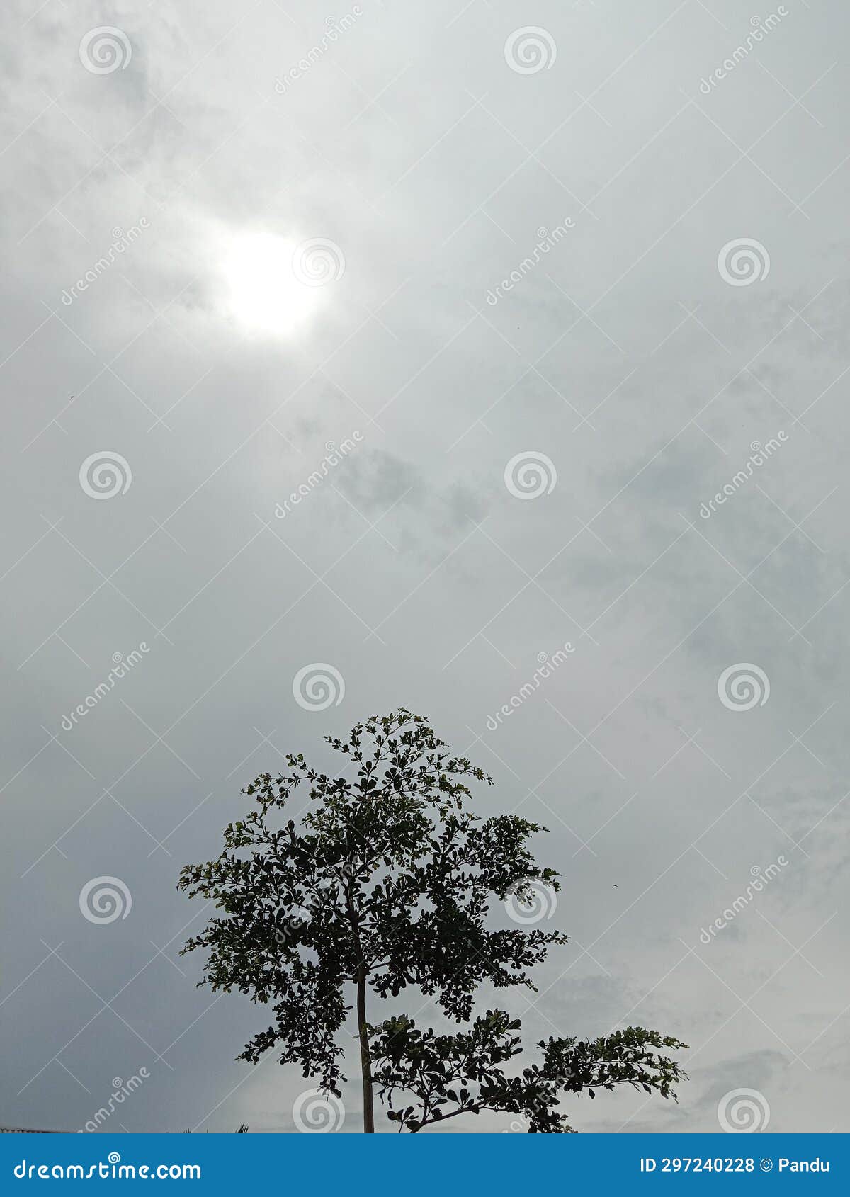 A Small Tree Under the Sky Looks Like the Sun is between Presence and ...