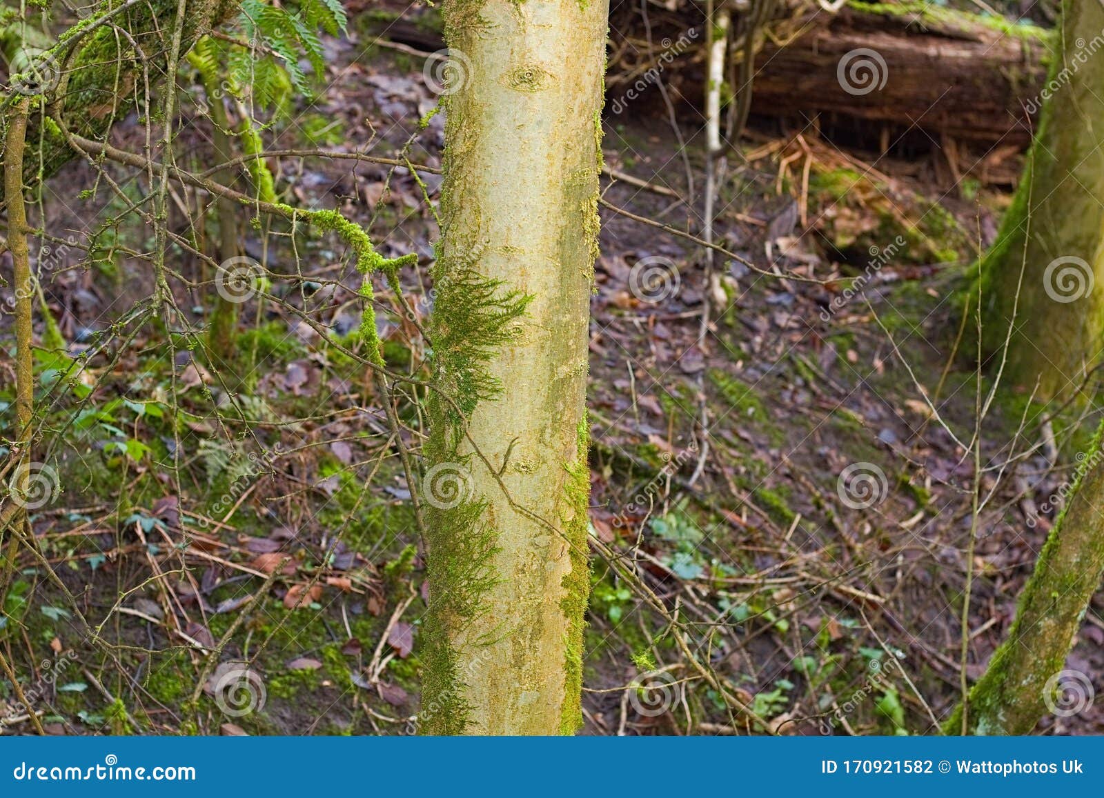 Small Tree Up Close View stock photo. Image of england - 170921582