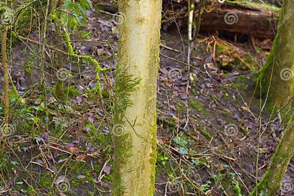 Small Tree Up Close View stock photo. Image of england - 170921582
