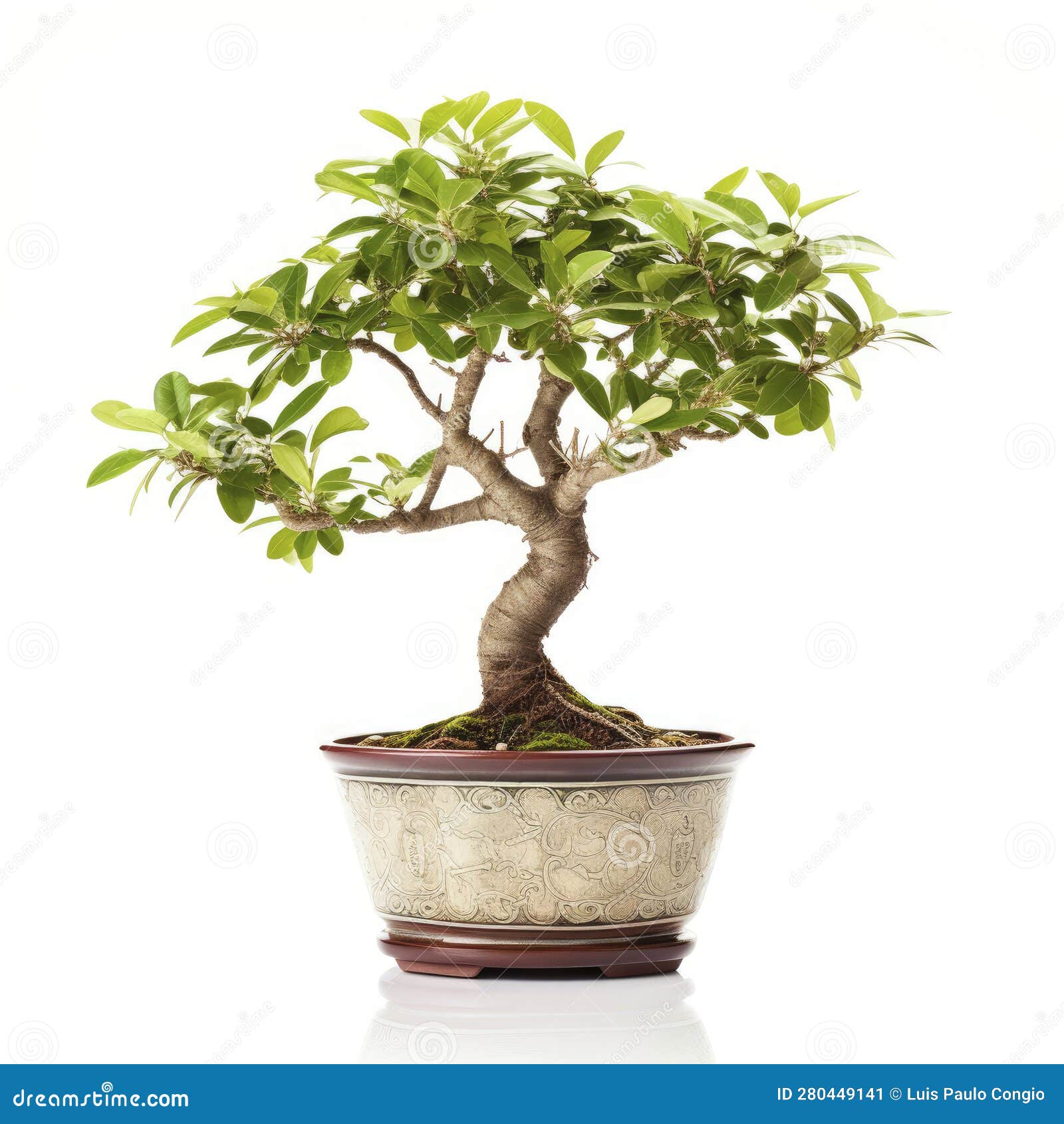 A small tree in a vase stock image. Illustration of white - 280449141