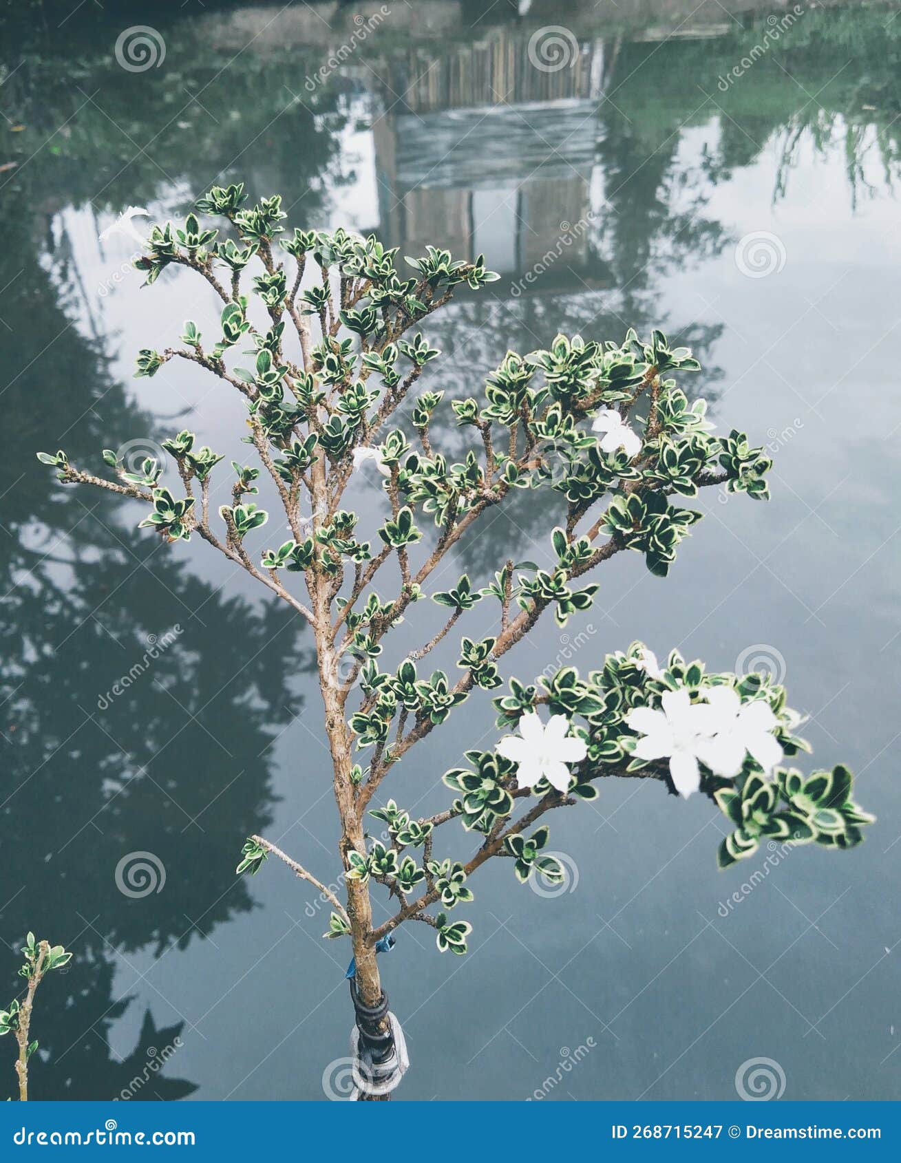 A Small Tree that is Very Beautiful and Can Calm the Mind Stock Image ...