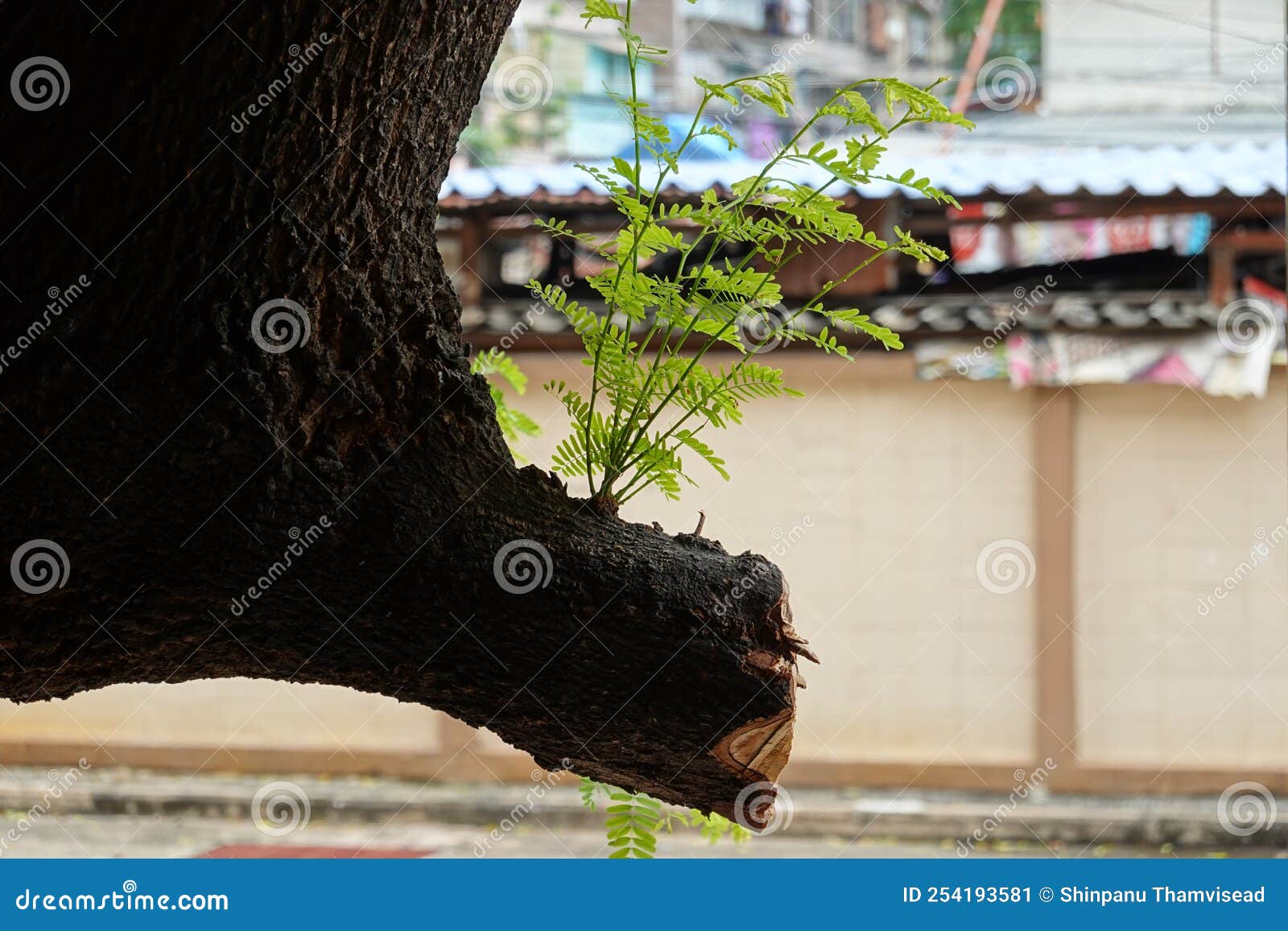 The Small Tree Was Born on a Old Tree Stock Image - Image of rock ...