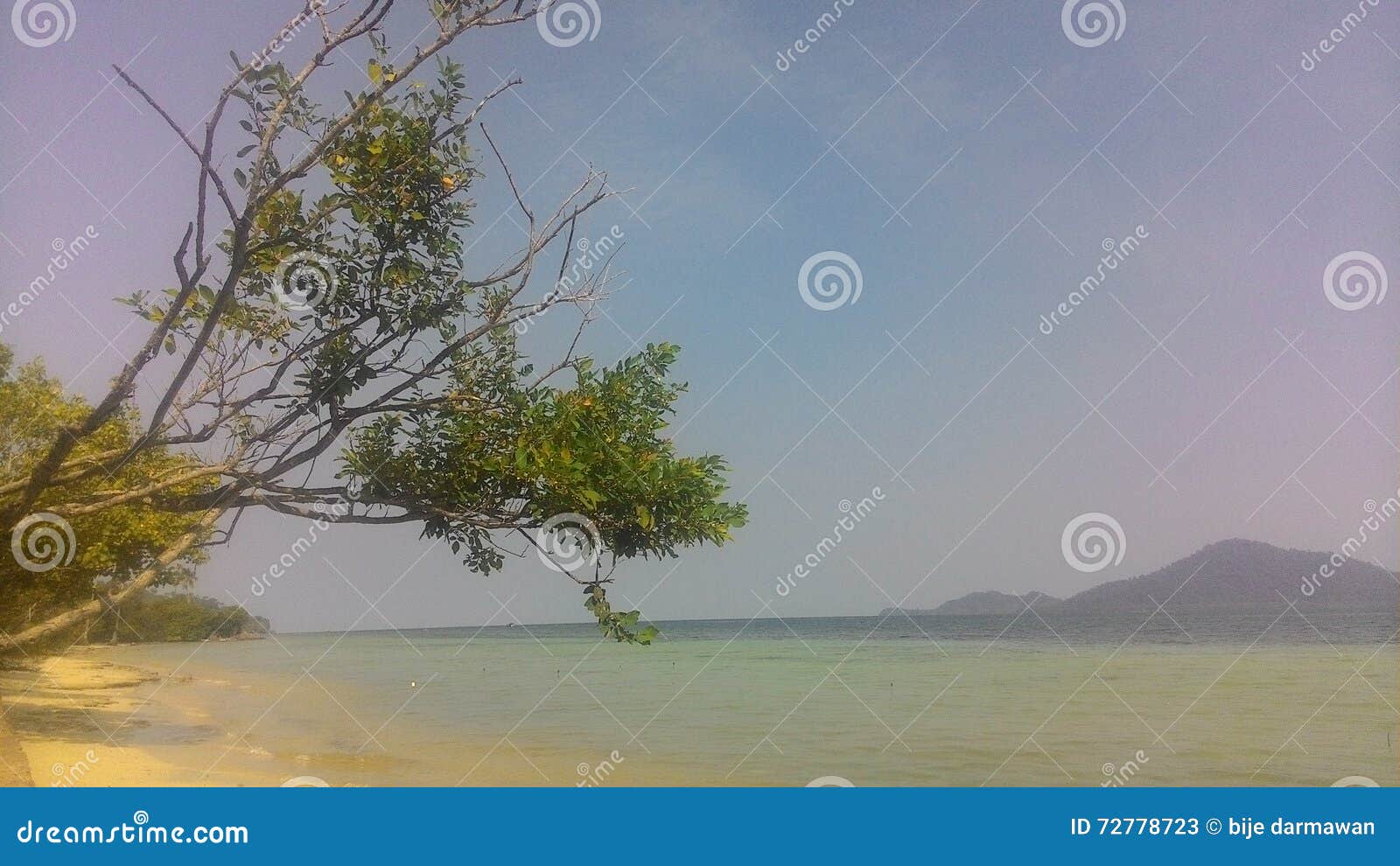 Small Weak Beautiful Tree Stock Photos - Free & Royalty-Free Stock ...