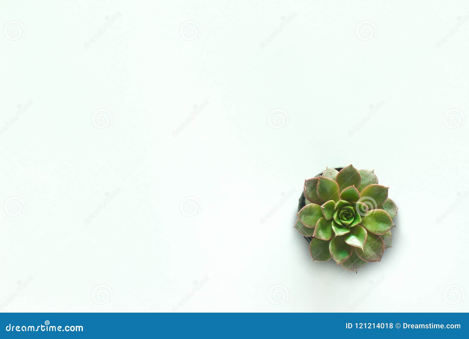A Small Tree on a White Background. Stock Photo - Image of closeup ...