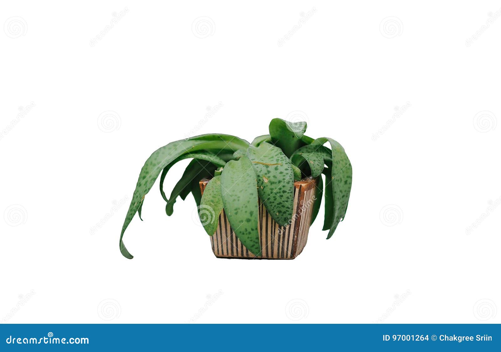 Small Tree White Background Stock Photo - Image of leaf, small: 97001264