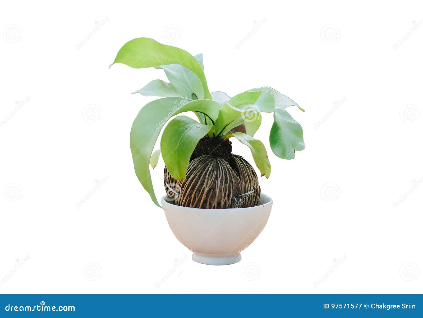Small Tree White Background Stock Image - Image of nature, ficus: 97571577