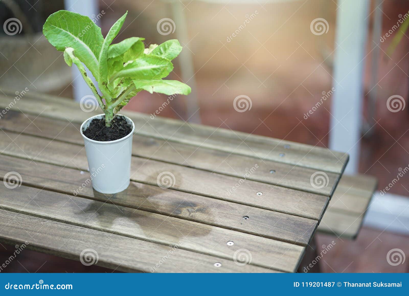A Small Tree in a White Pot is Placed on a Table. Stock Image - Image ...