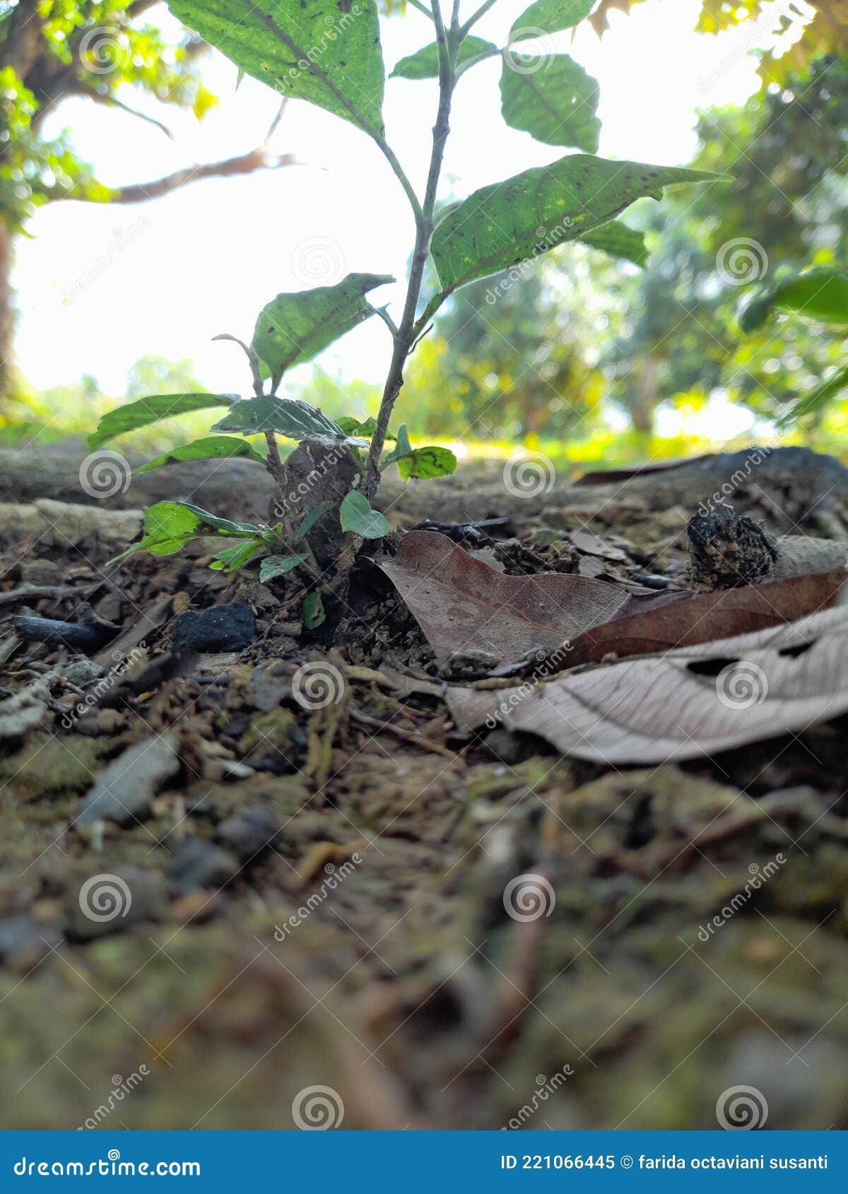 Small Tree that Will Become Big Tree of the Forest Stock Image - Image ...