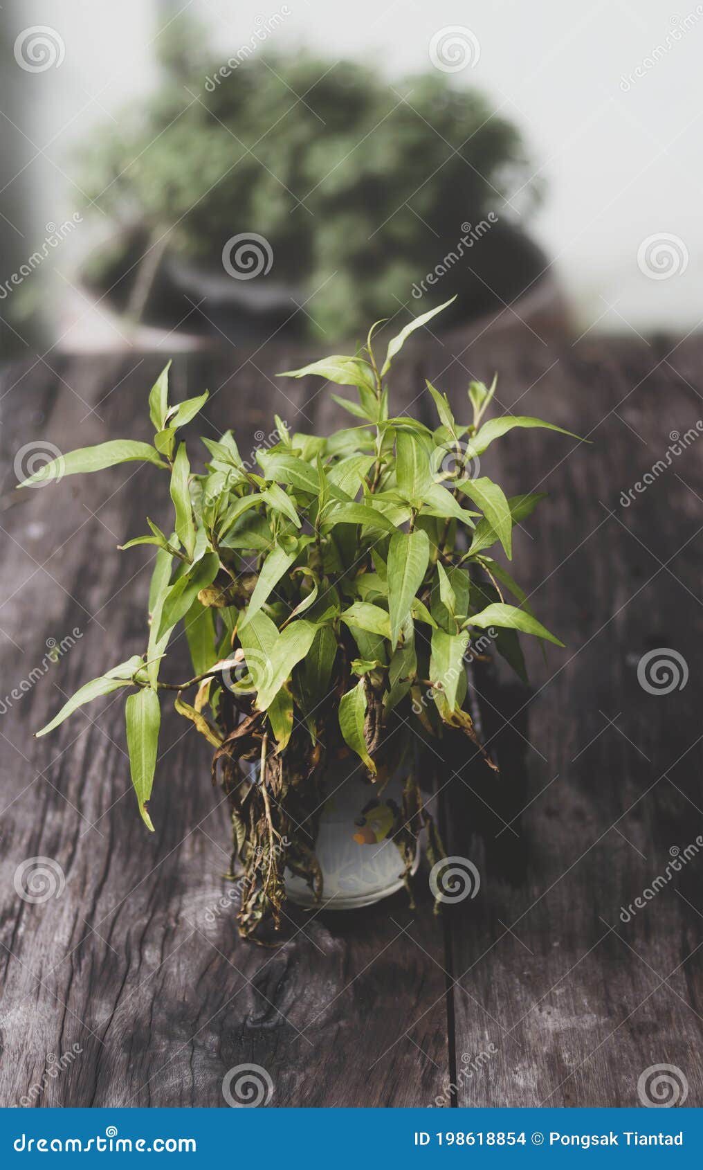 A Small Tree Withered in a Glass Vase Stock Photo - Image of decoration ...