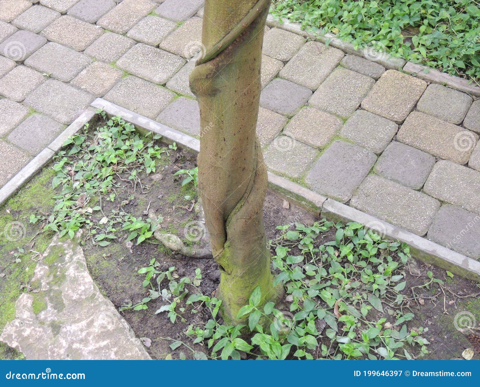 A Small Tree Wraps Around a Large One Stock Image - Image of drone ...