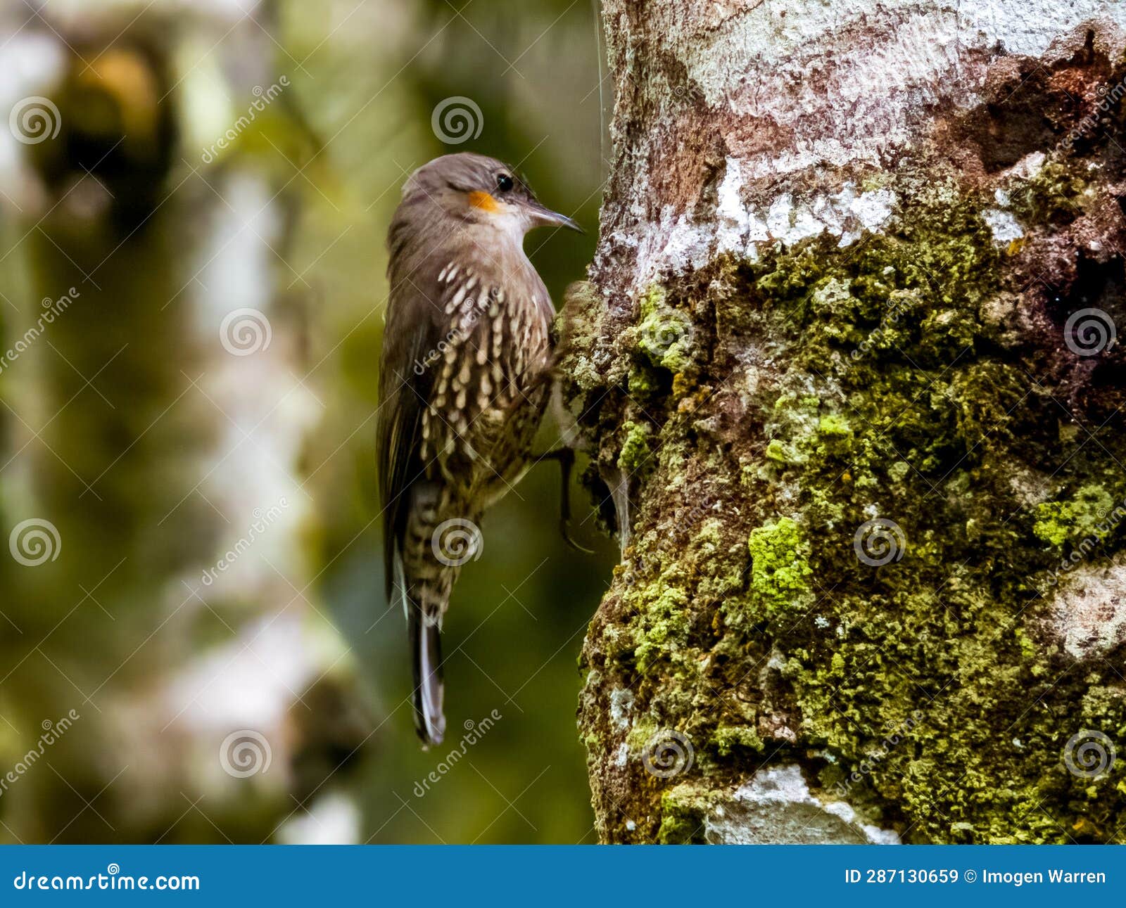 White-throated Treecreeper in Queensland Australia Stock Image - Image ...